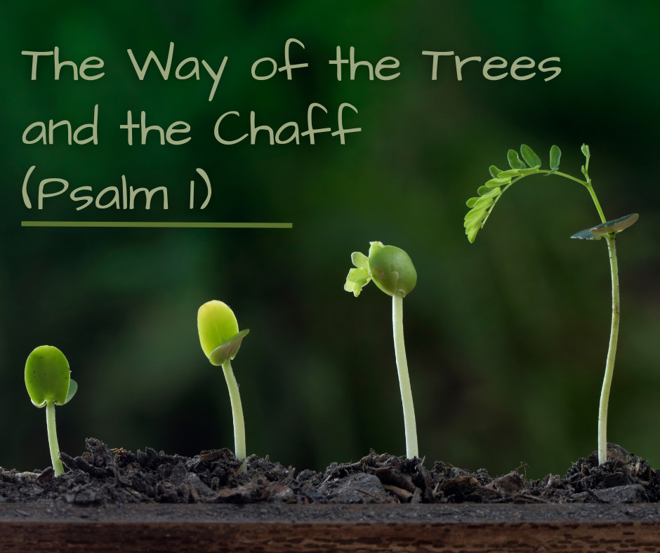 The Way of the Tree and the Chaff (Psalm 1:1-4) – Grace Evangelical Society